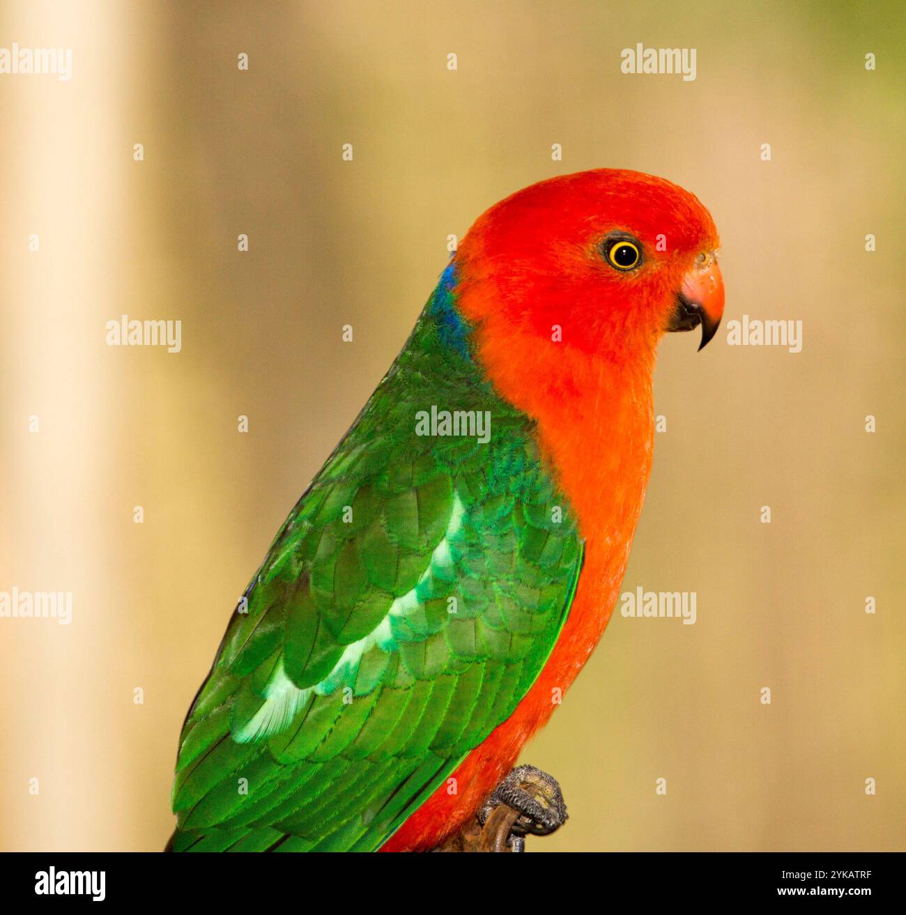 Male King Parrot by work bench at back of workshop Stock Photo - Alamy