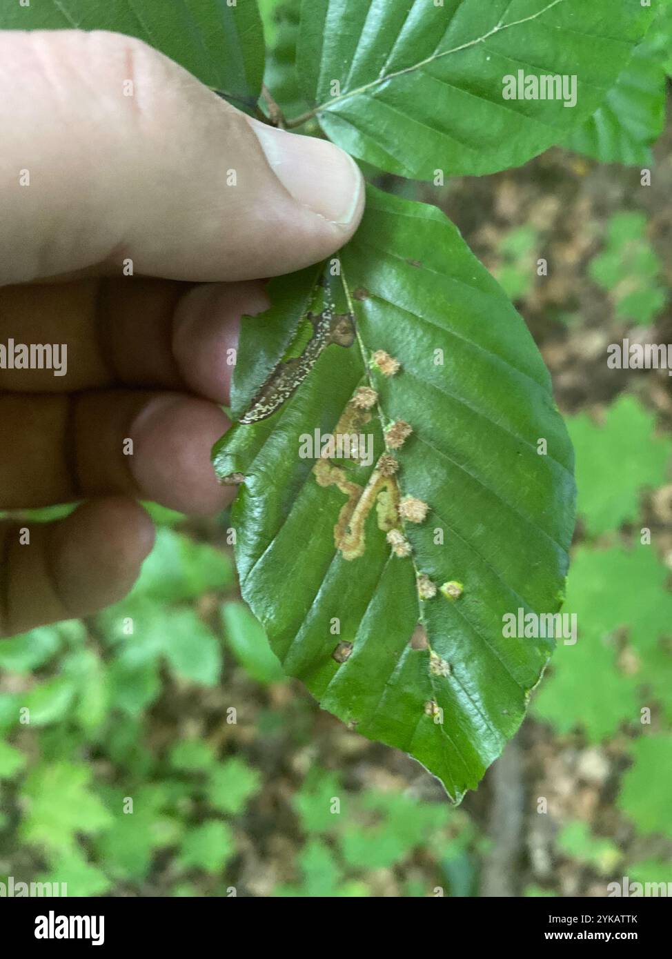 Hairy beech gall hi-res stock photography and images - Alamy