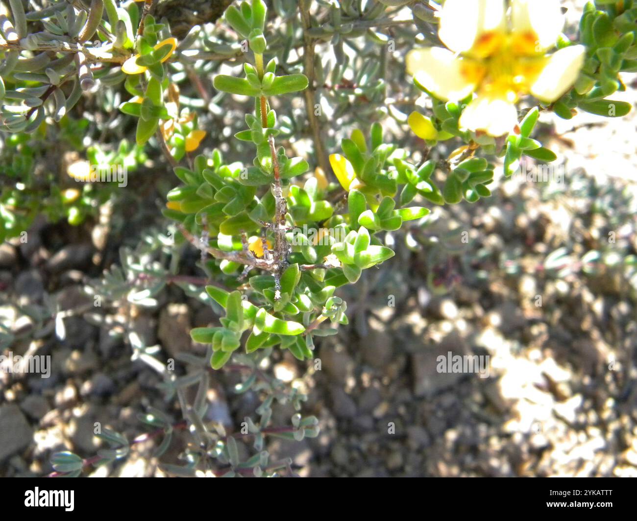 Roepera hi-res stock photography and images - Alamy