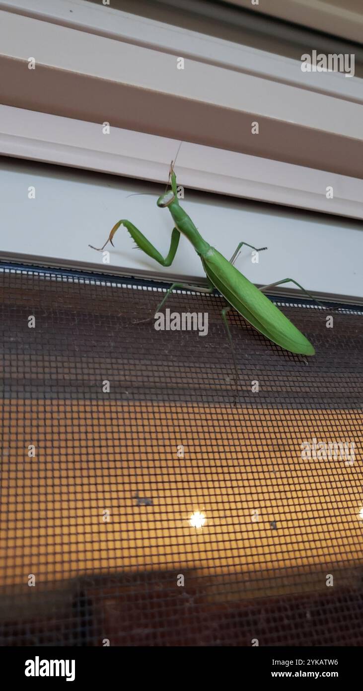 European Mantis (Mantis religiosa Stock Photo - Alamy