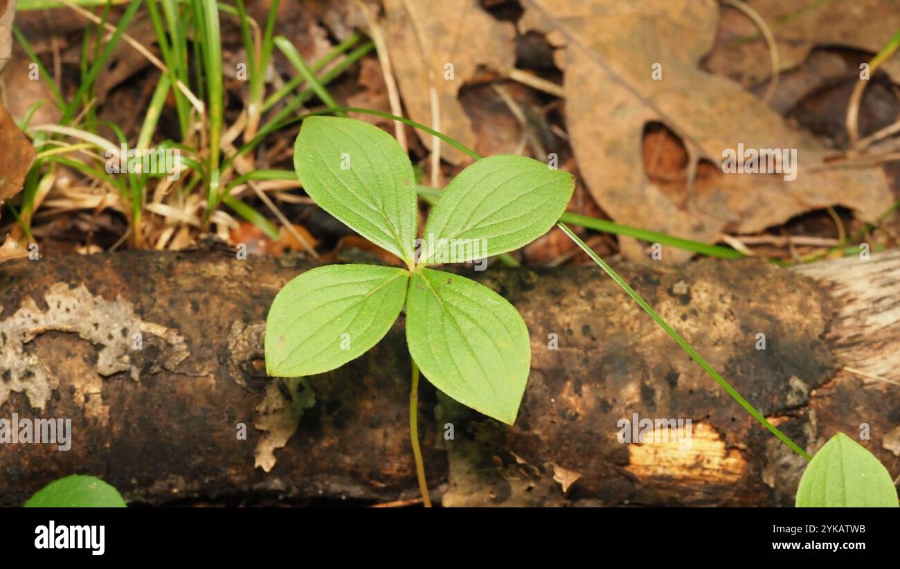 Canadian bunchberry (Cornus canadensis Stock Photo - Alamy