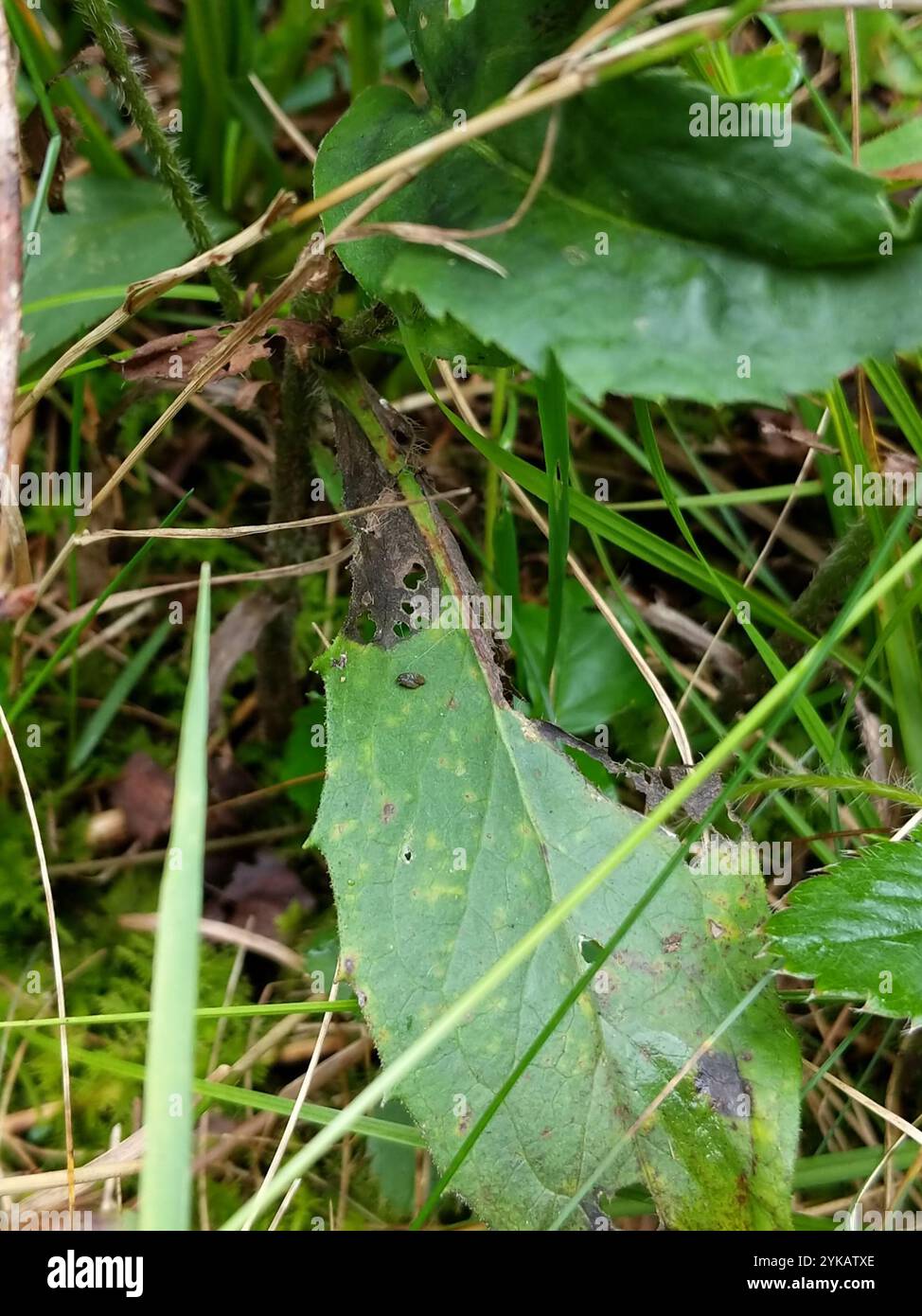 rough hawkweed (Hieracium scabrum Stock Photo - Alamy