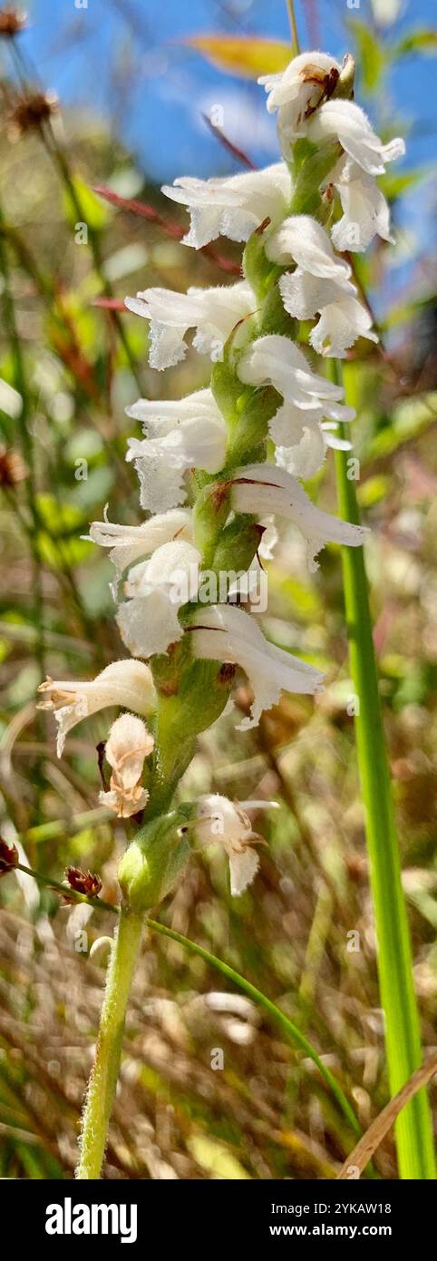 nodding ladies’ tresses (Spiranthes cernua Stock Photo - Alamy