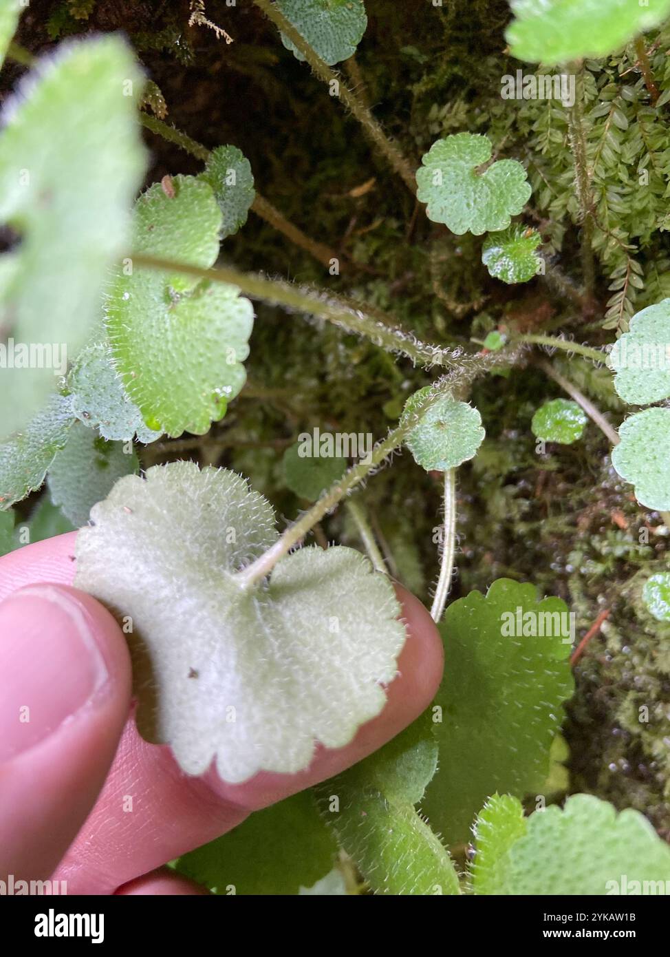 Alternate-leaved Golden Saxifrage (Chrysosplenium alternifolium Stock ...