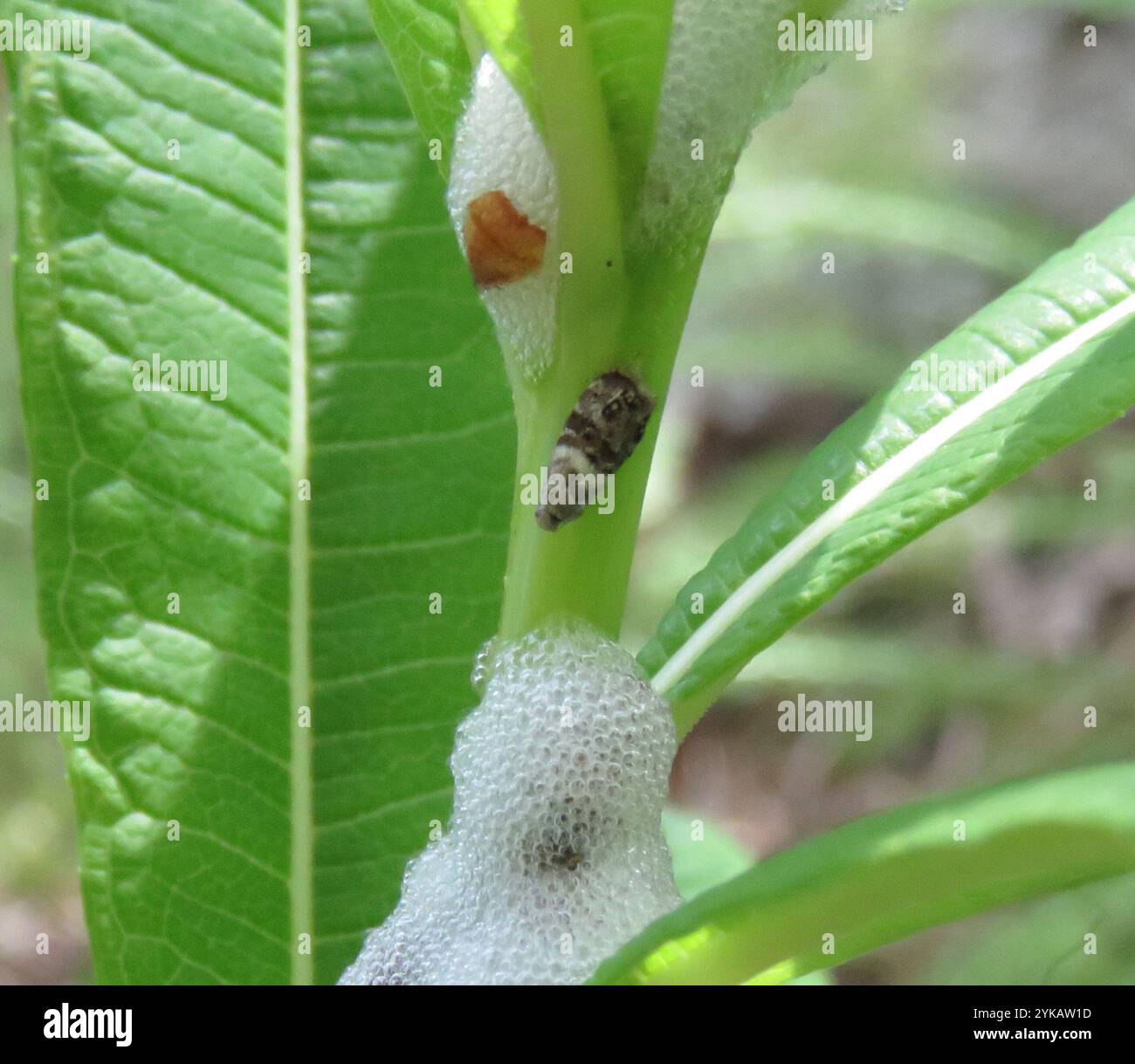 Metalmark Moths (Choreutidae Stock Photo - Alamy