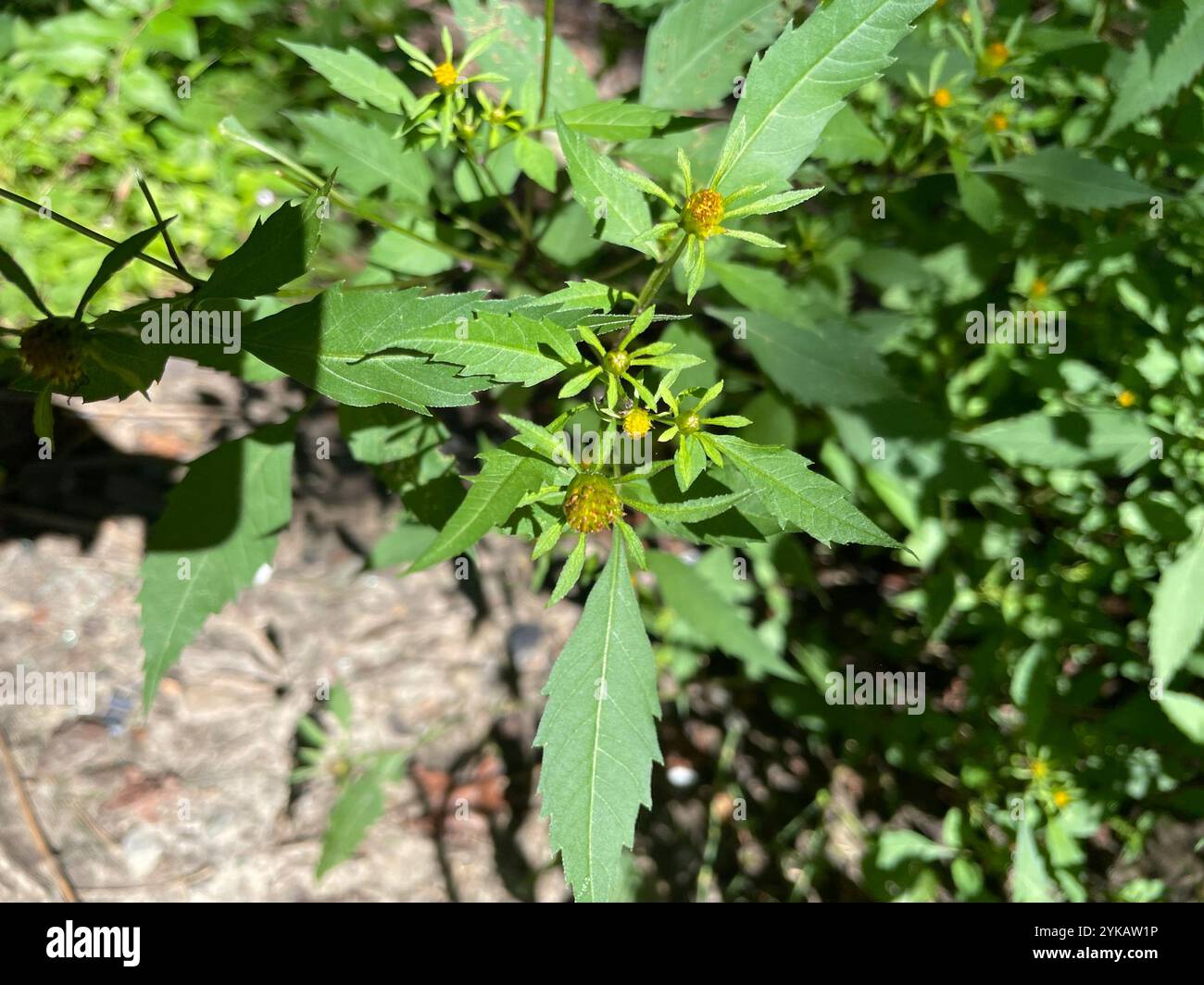Purplestem Beggarticks (Bidens connata Stock Photo - Alamy