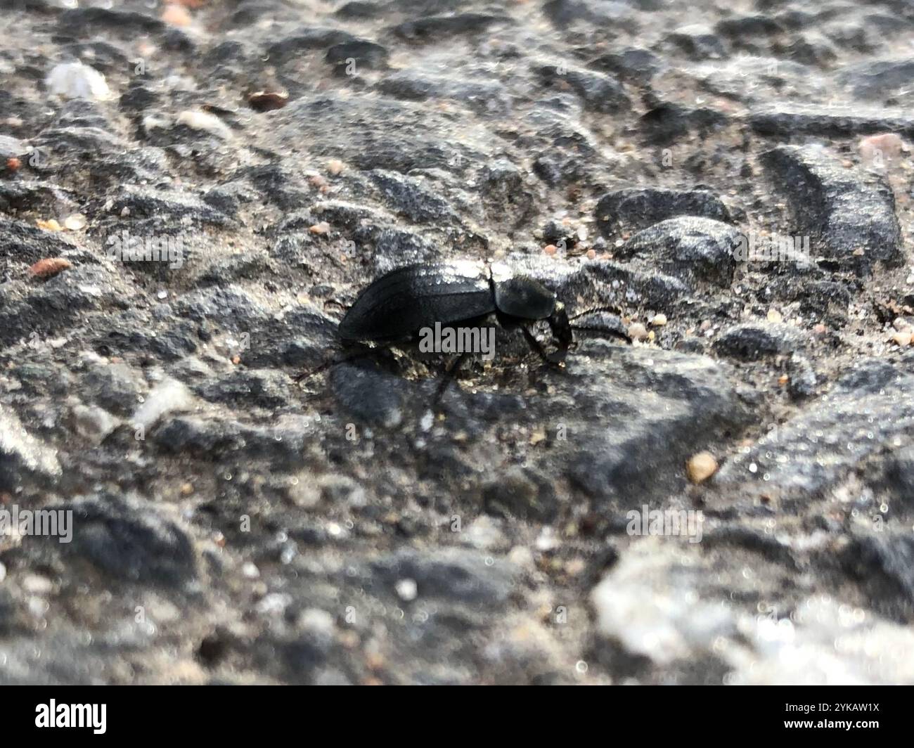 Black snail beetle (Phosphuga atrata Stock Photo - Alamy