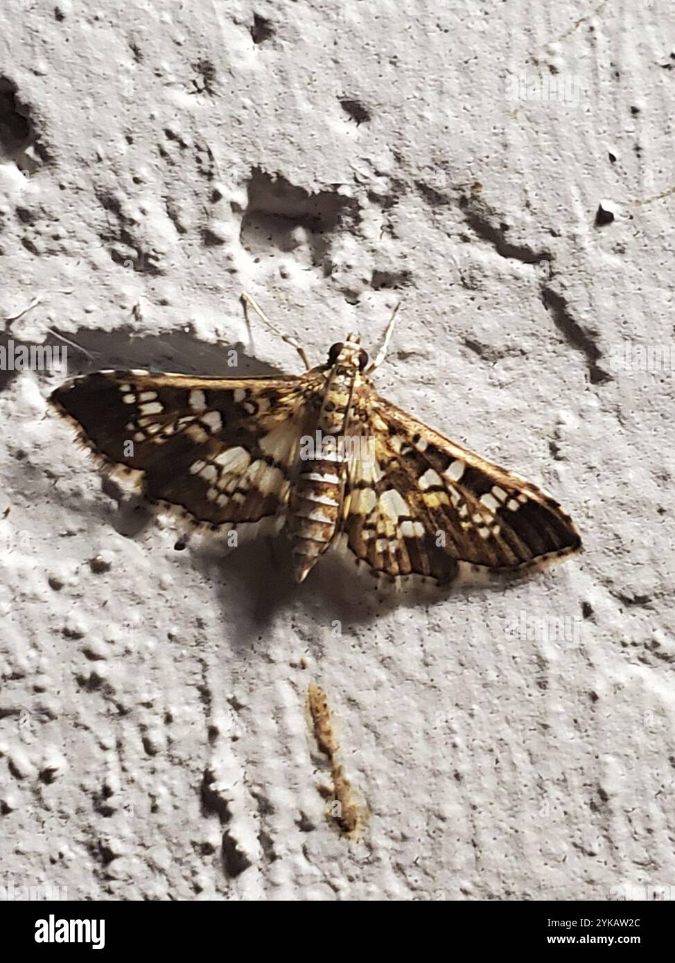 Stained-glass Moth (Samea castellalis Stock Photo - Alamy