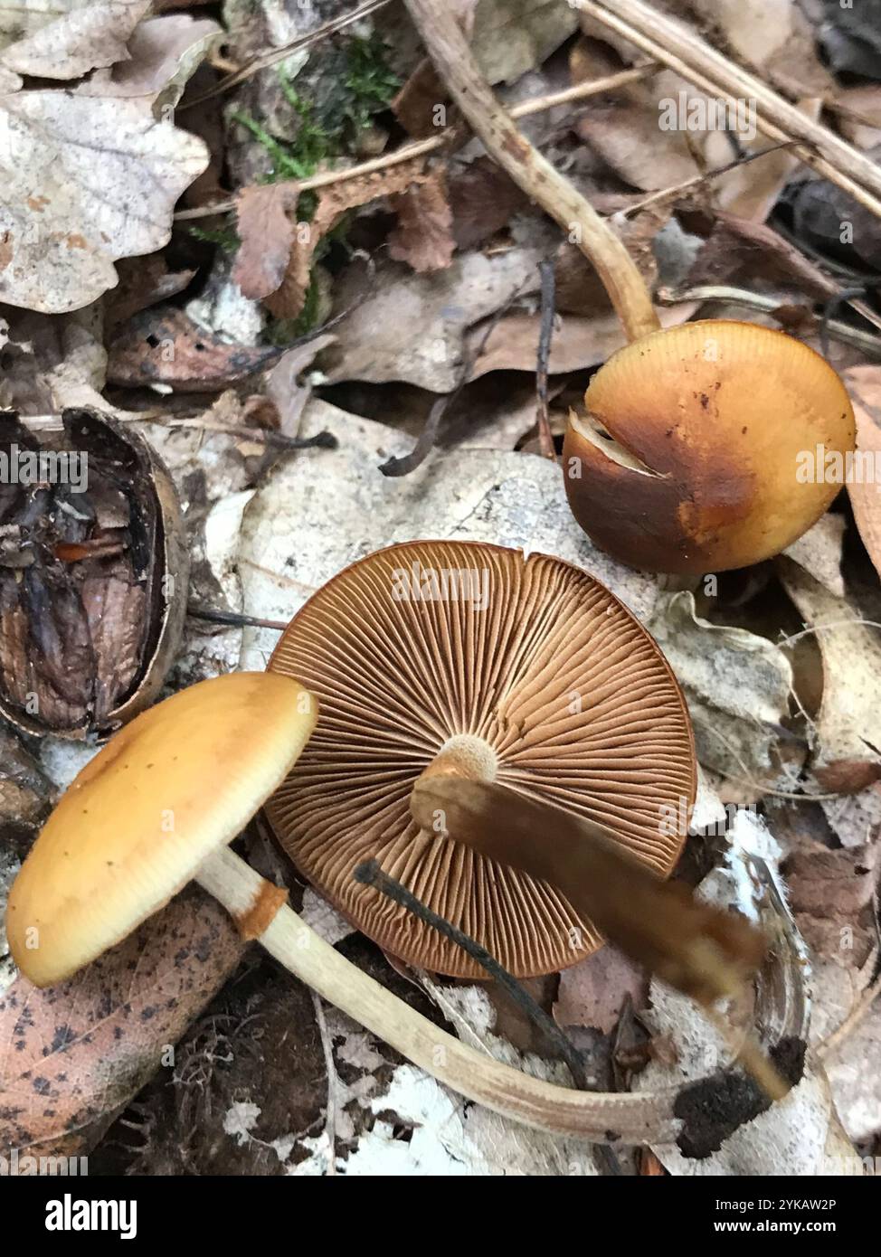 Funeral Bell (Galerina marginata Stock Photo - Alamy