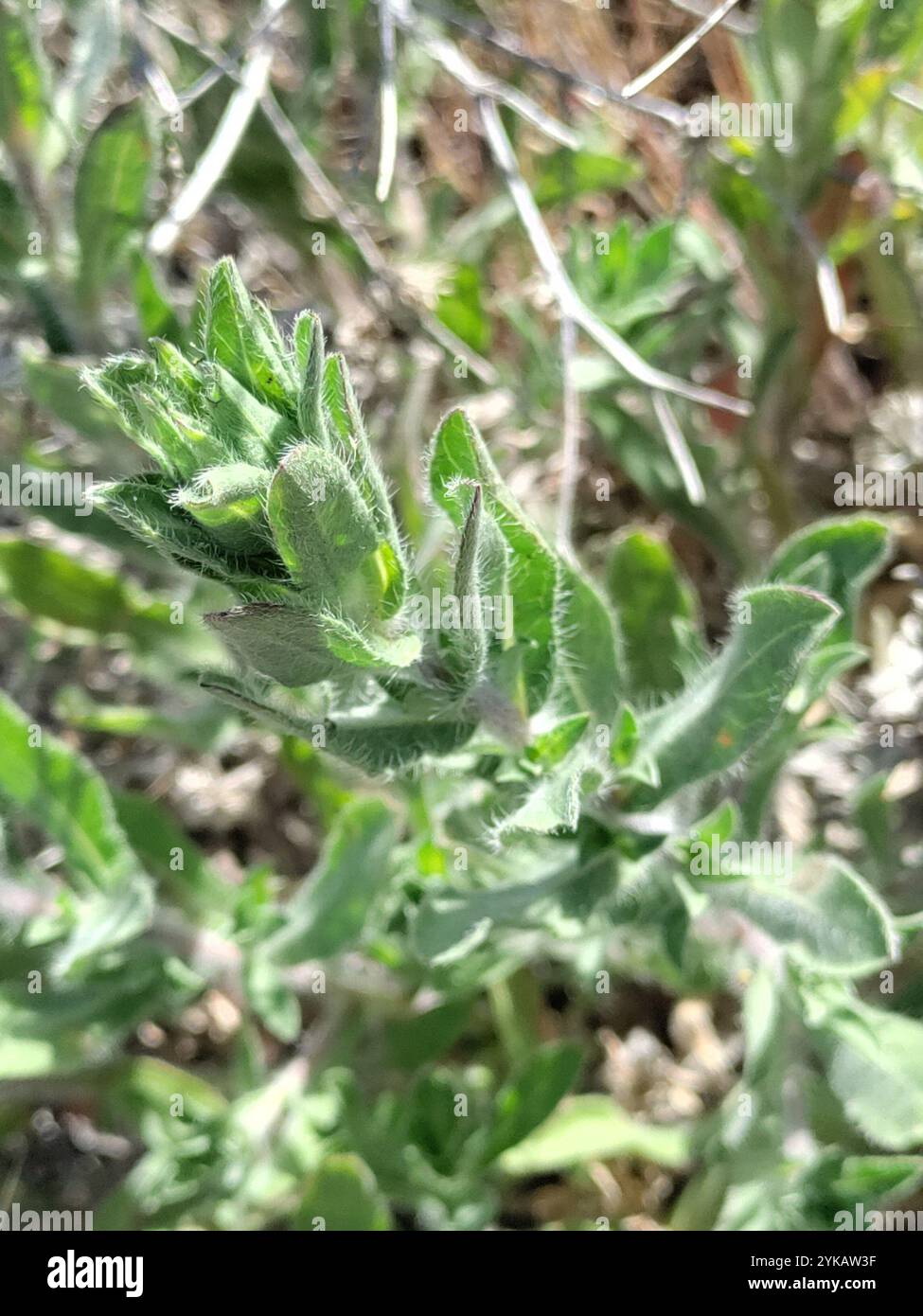Hispid goldenaster (Heterotheca hispida Stock Photo - Alamy