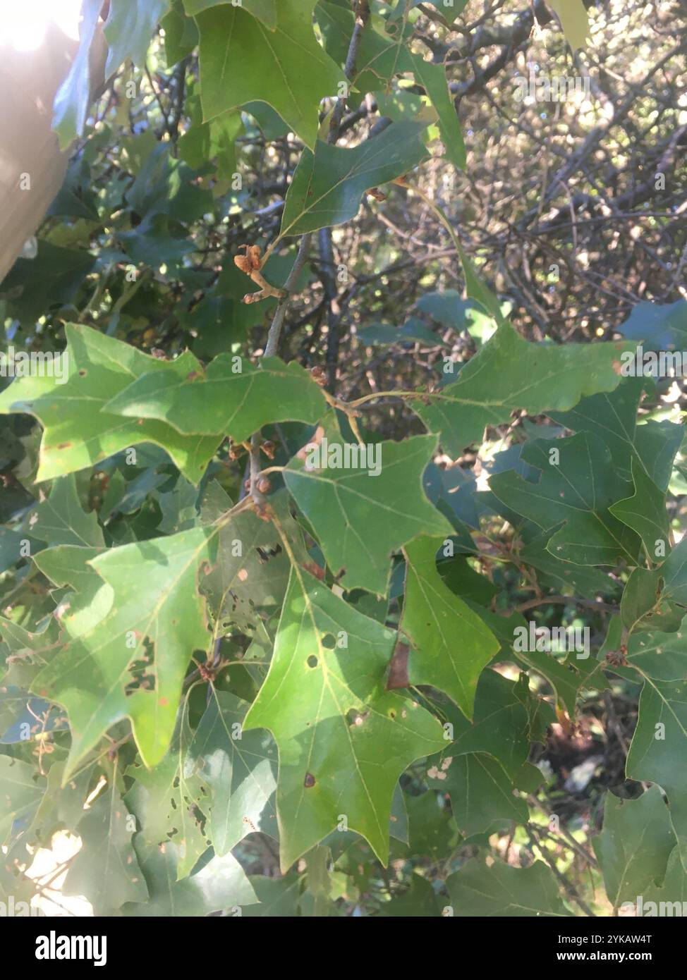 bear oak (Quercus ilicifolia Stock Photo - Alamy
