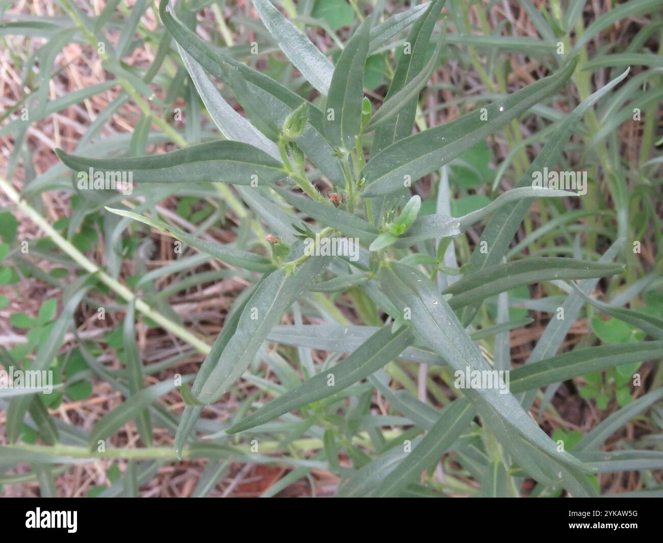western stoneseed (Lithospermum ruderale Stock Photo - Alamy