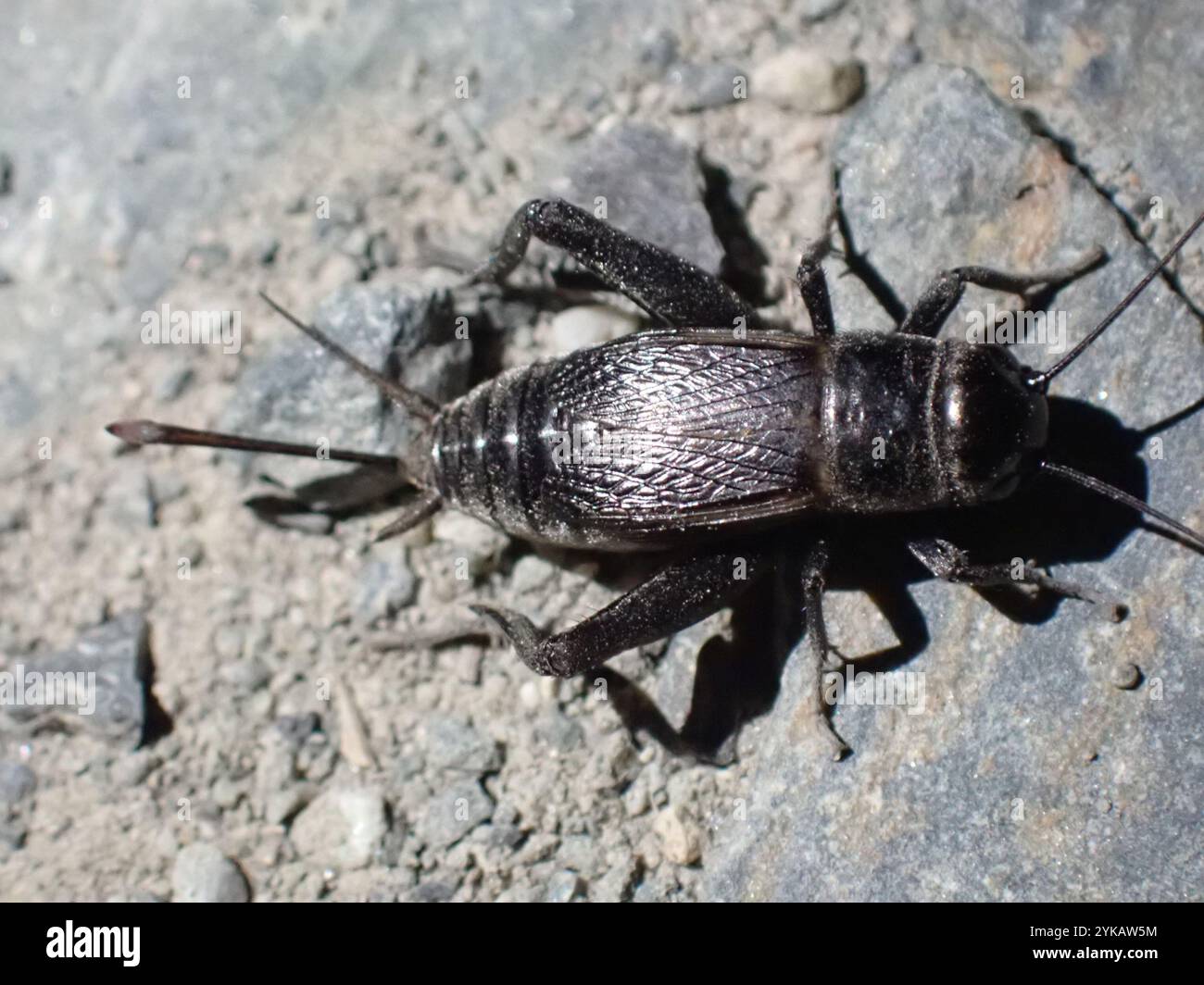 Gryllus veletis hi-res stock photography and images - Alamy