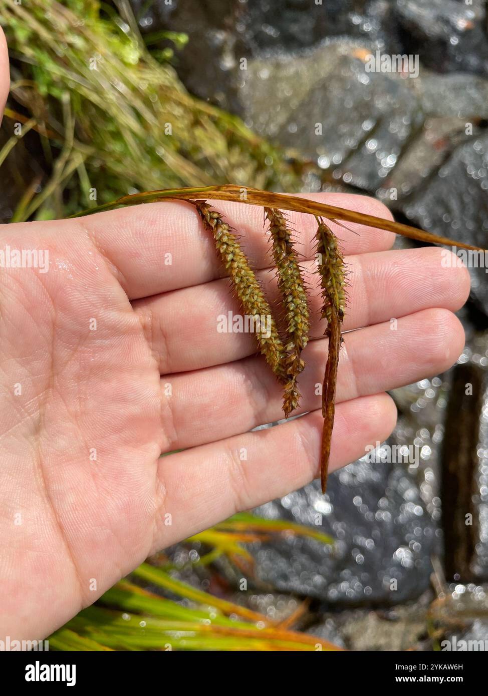 nodding sedge (Carex gynandra Stock Photo - Alamy