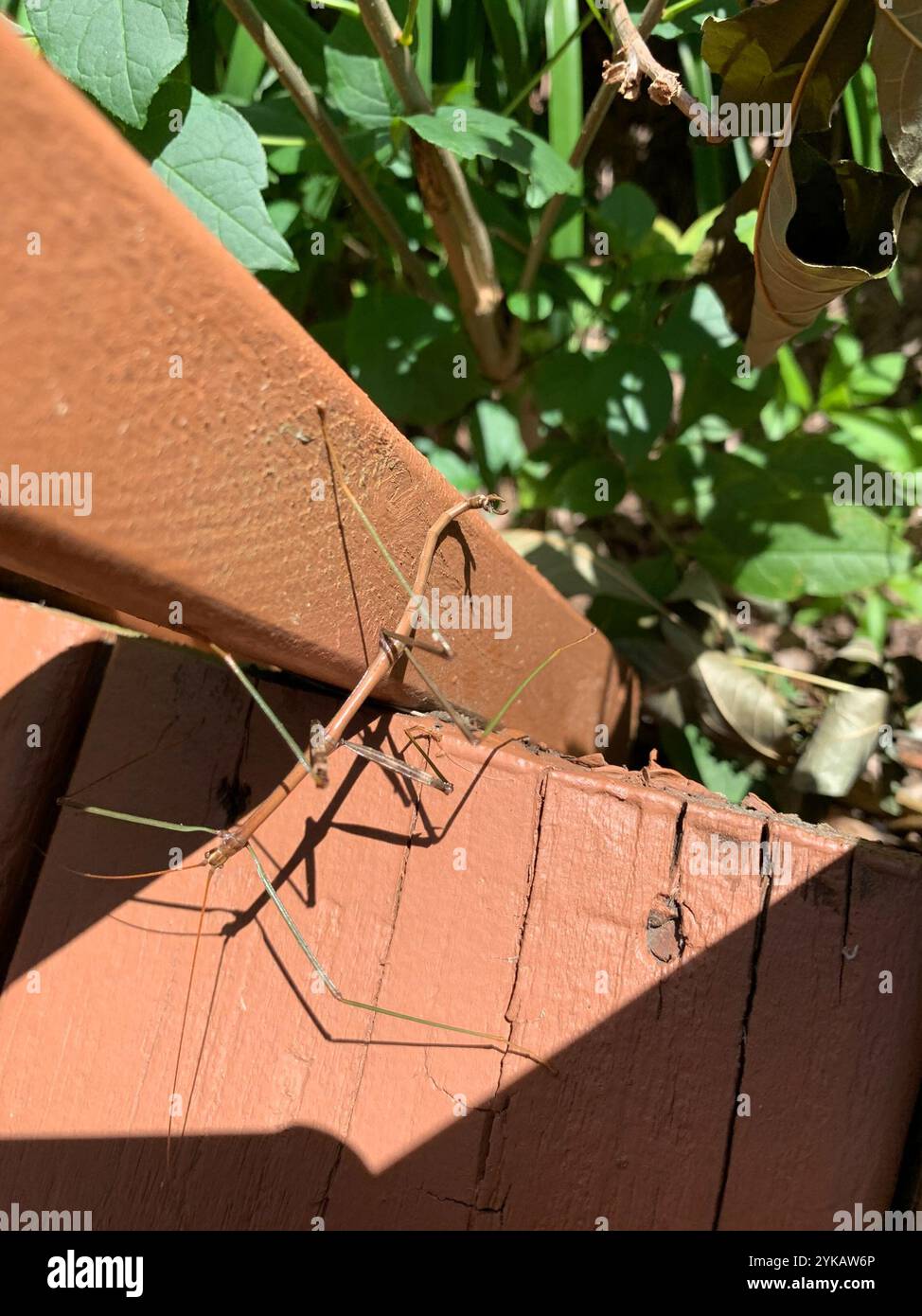 Giant Walkingstick (Megaphasma denticrus Stock Photo - Alamy
