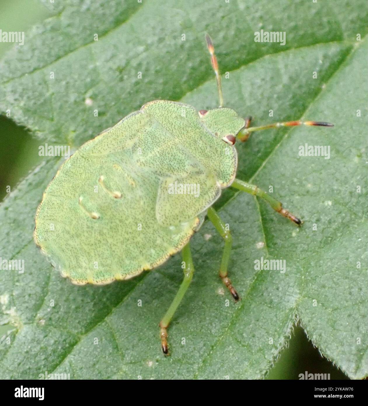 Green Shield Bug (Palomena prasina Stock Photo - Alamy