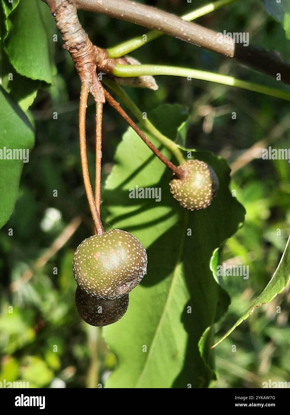 Callery pear (Pyrus calleryana Stock Photo - Alamy