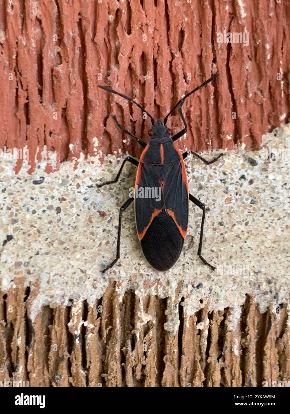 Eastern Boxelder Bug (Boisea trivittata Stock Photo - Alamy