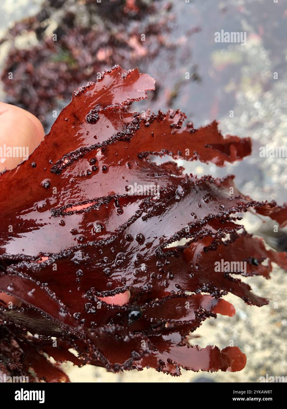 Grape Tongue (Cryptopleura ruprechtiana Stock Photo - Alamy