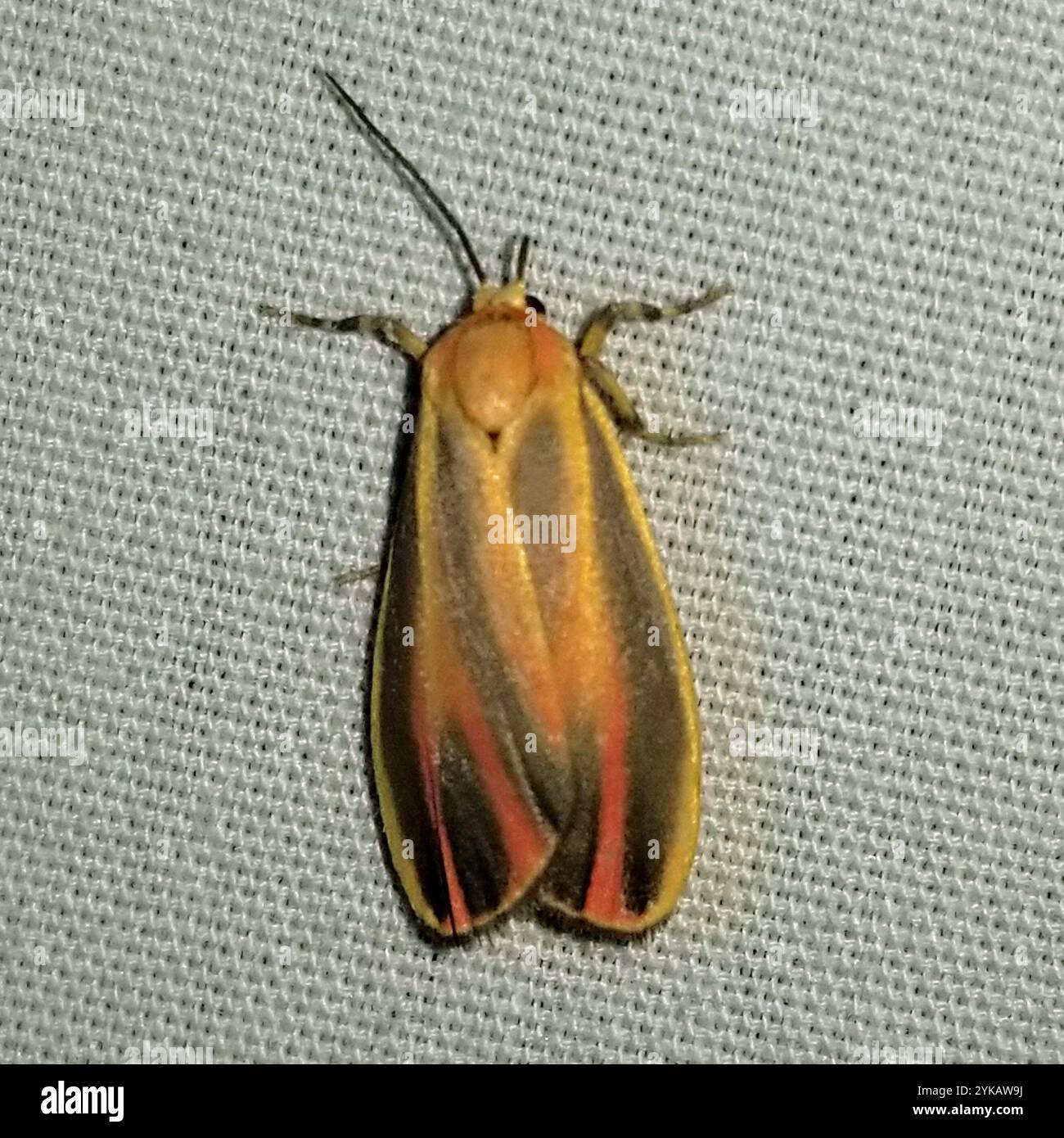 Painted Lichen Moth (Hypoprepia fucosa Stock Photo - Alamy