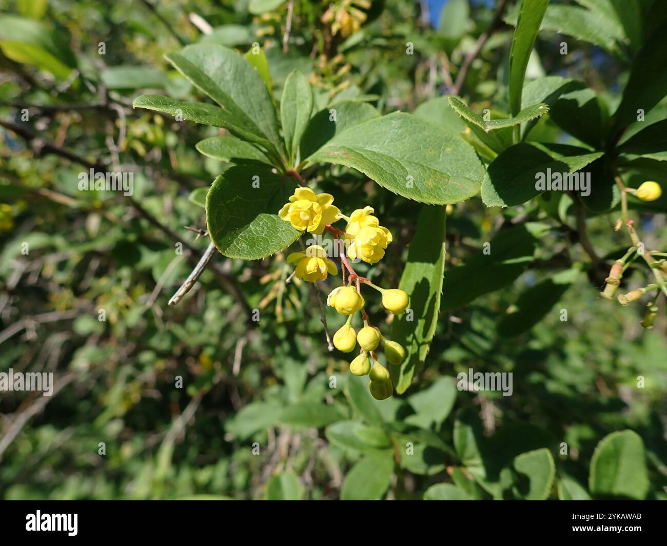 European barberry (Berberis vulgaris Stock Photo - Alamy