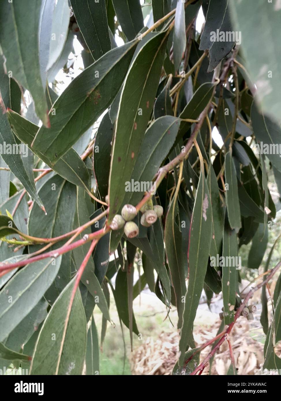 Long-leaved Box (Eucalyptus goniocalyx Stock Photo - Alamy