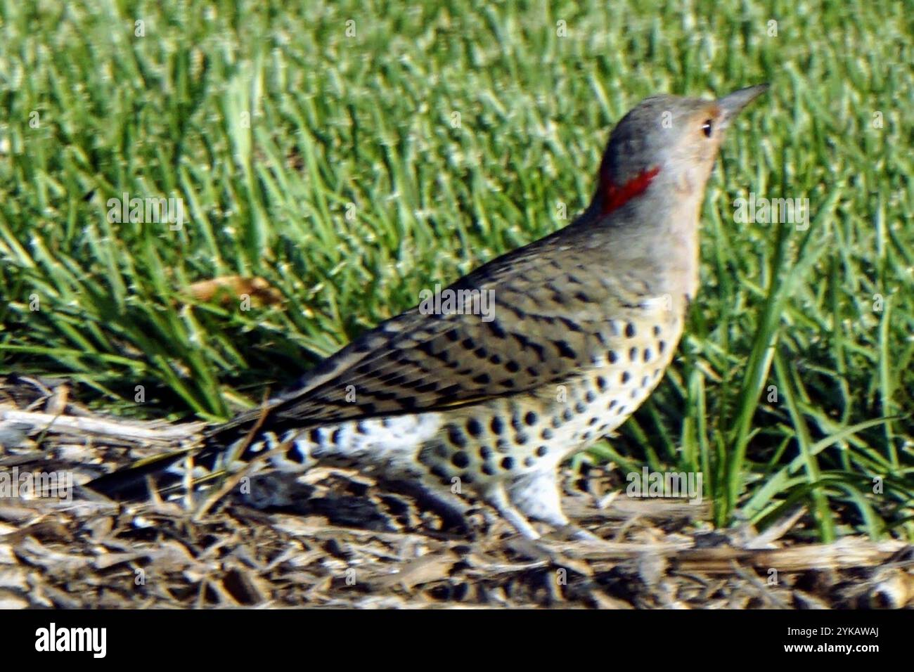 Northern Flicker (Colaptes auratus Stock Photo - Alamy