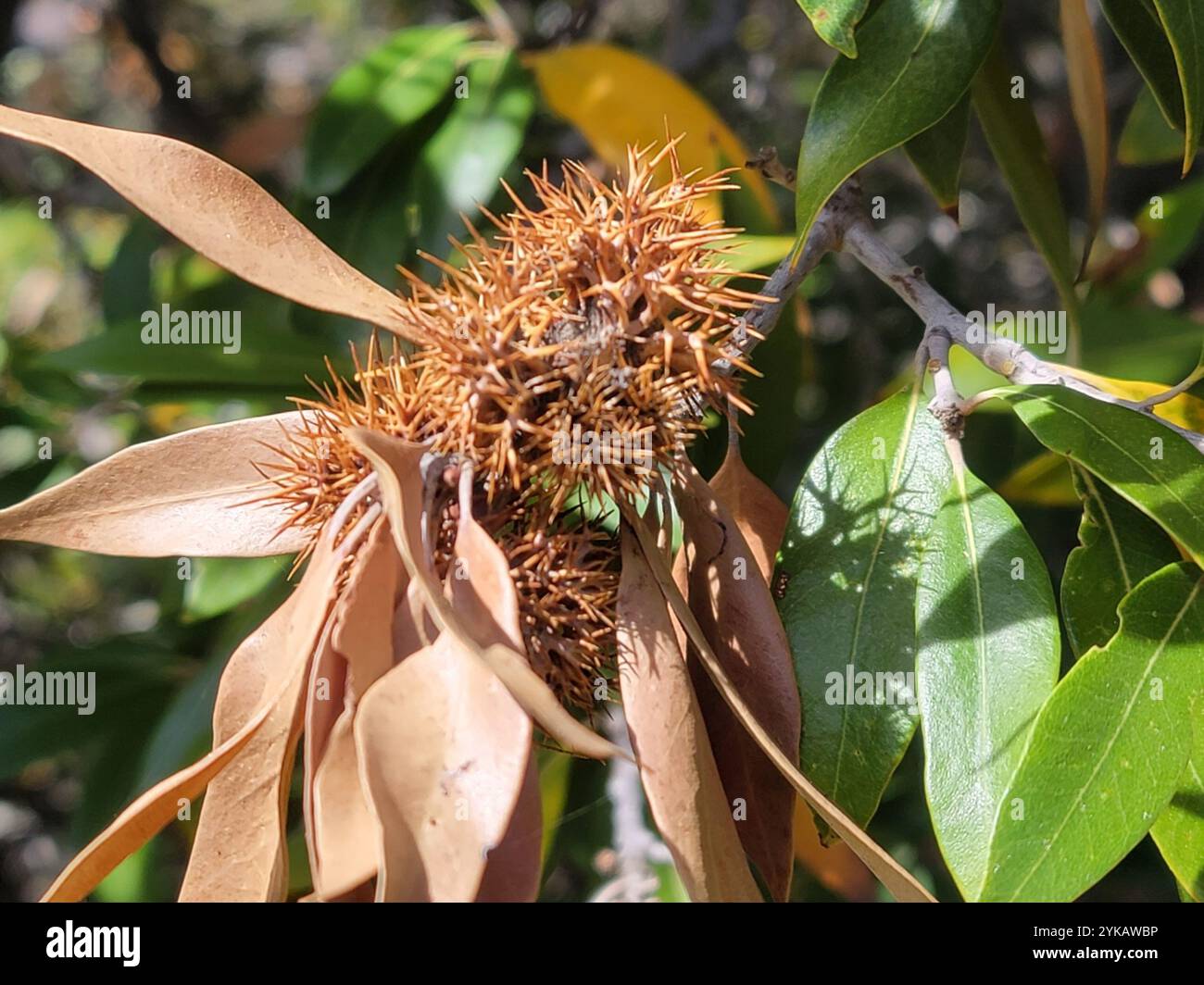 Golden chinquapin (Chrysolepis chrysophylla Stock Photo - Alamy