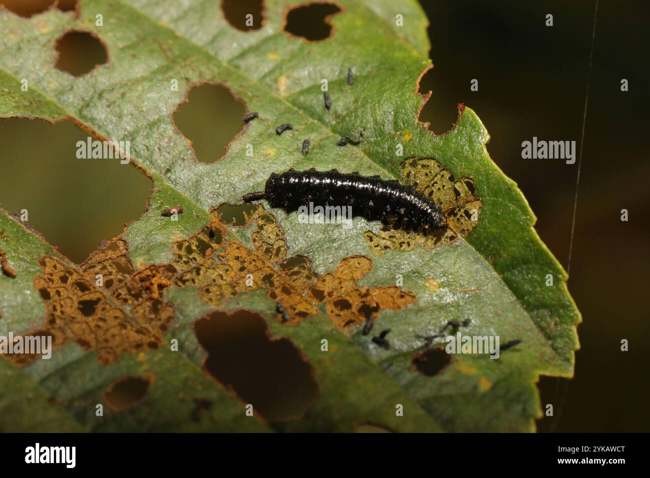 Alder Leaf Beetle (Agelastica alni Stock Photo - Alamy