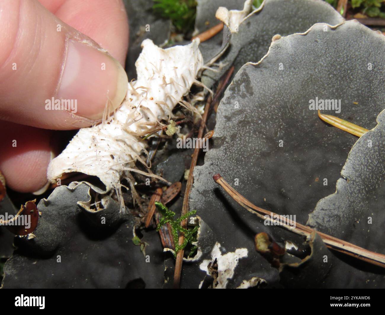 membranous pelt lichen (Peltigera membranacea Stock Photo - Alamy