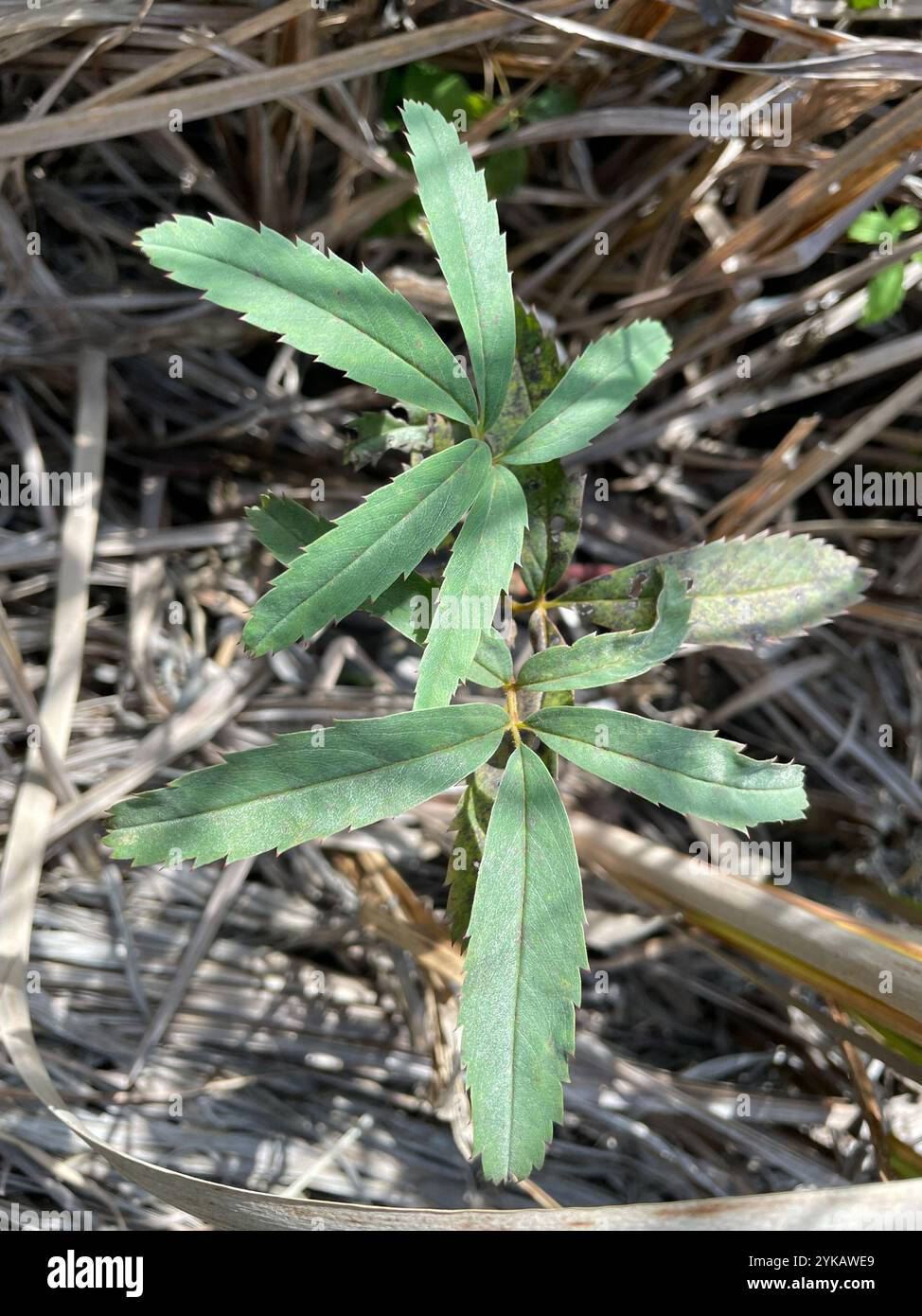 marsh cinquefoil (Comarum palustre Stock Photo - Alamy