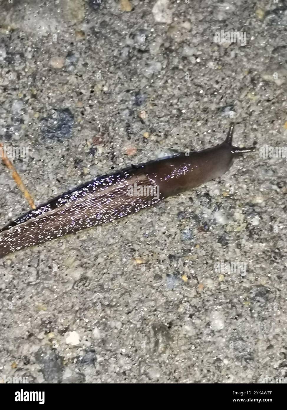 Ash-black Slug (Limax cinereoniger Stock Photo - Alamy
