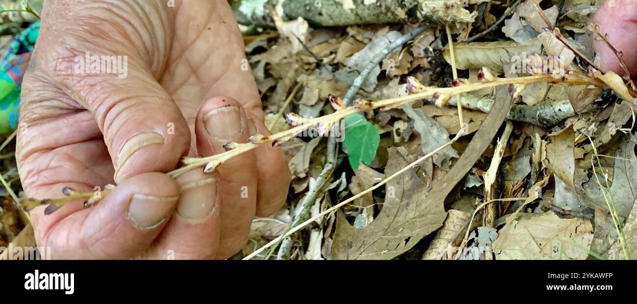 Beechdrops (Epifagus virginiana Stock Photo - Alamy