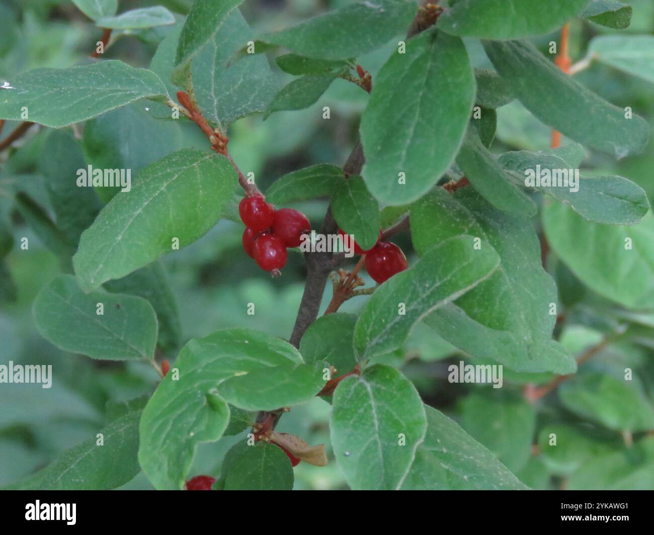 Canadian buffalo-berry (Shepherdia canadensis Stock Photo - Alamy