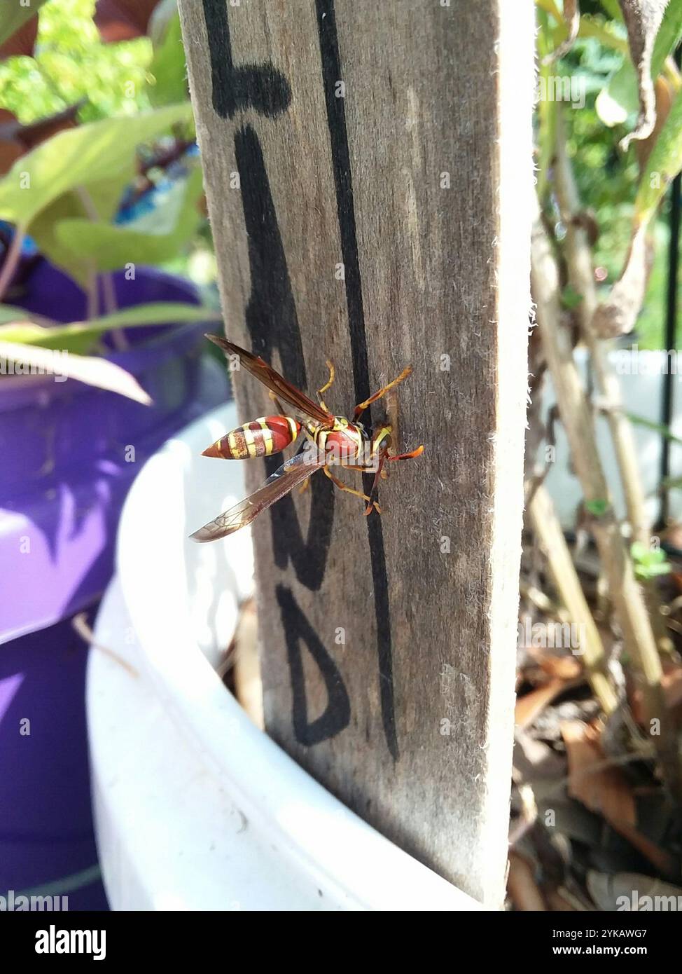 Guinea paper wasp hi-res stock photography and images - Alamy