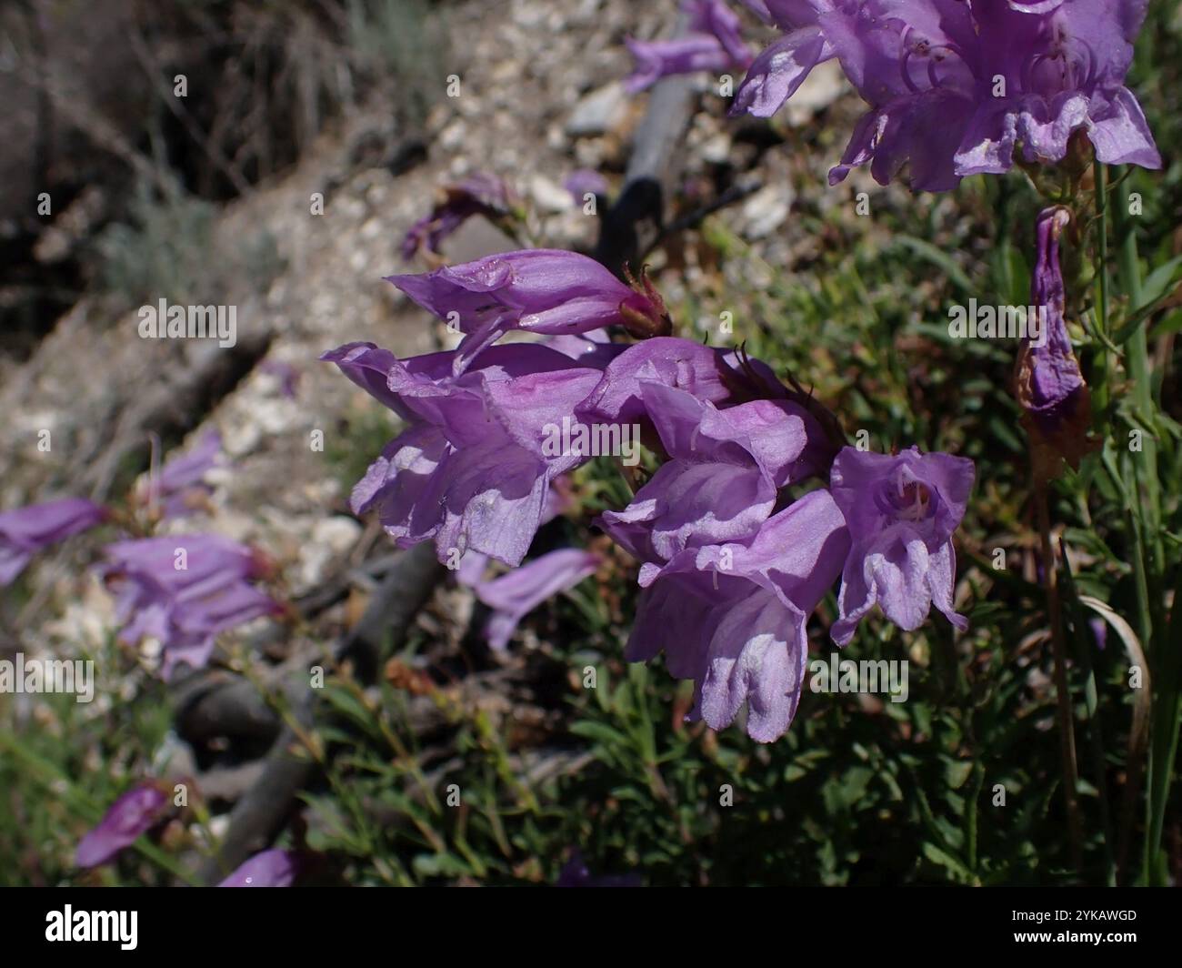 Bush Penstemon (Penstemon fruticosus Stock Photo - Alamy