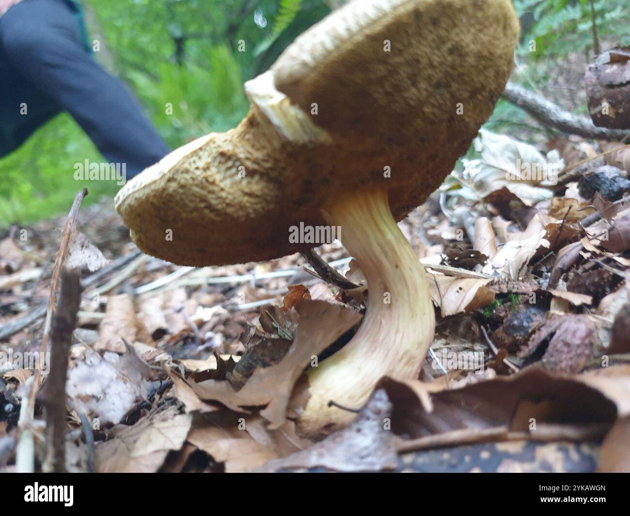Red-cracking Bolete (Xerocomellus chrysenteron Stock Photo - Alamy