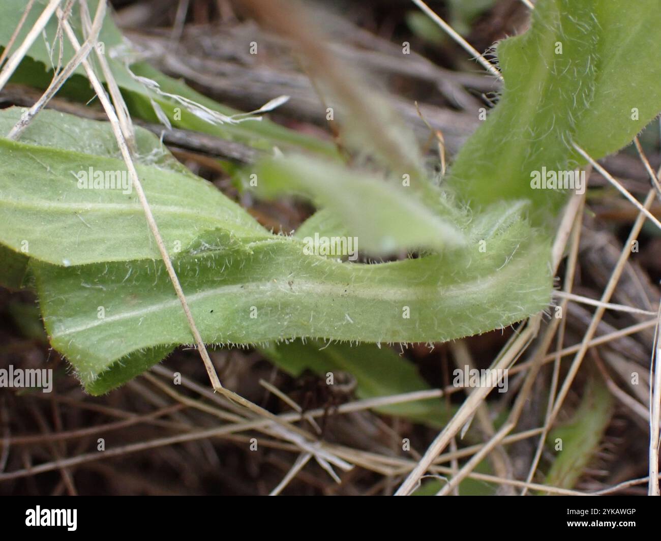 Annual Agoseris (Agoseris heterophylla Stock Photo - Alamy