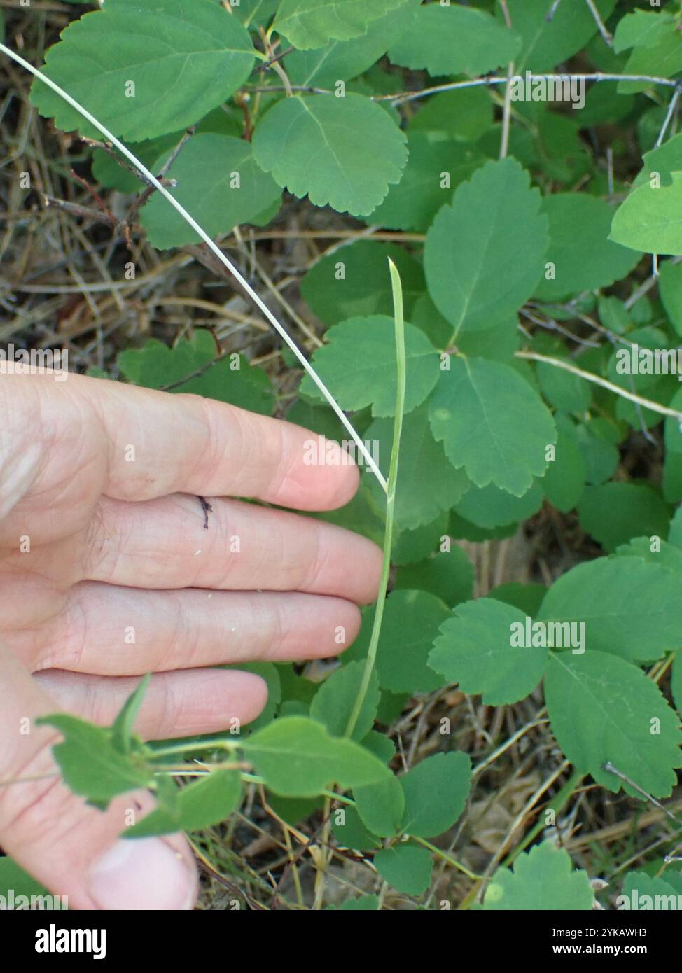 Bulbous Bluegrass (Poa bulbosa Stock Photo - Alamy