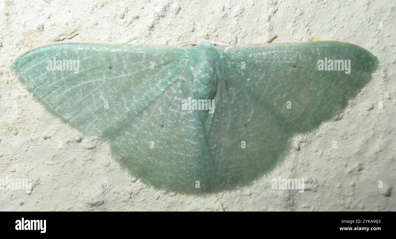 Emerald Moths (Geometrinae Stock Photo - Alamy