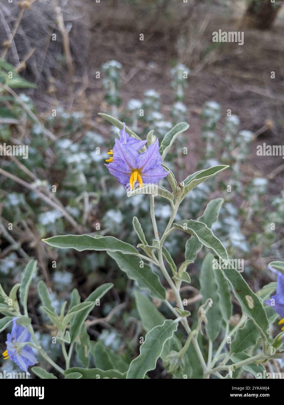 silverleaf nightshade (Solanum elaeagnifolium Stock Photo - Alamy