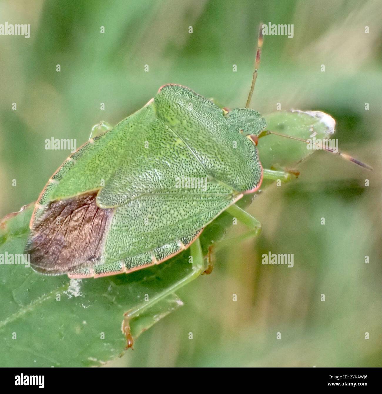 Green Shield Bug (Palomena prasina Stock Photo - Alamy