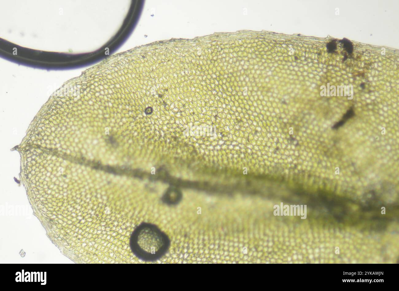 Long-beaked Thyme-moss (Plagiomnium rostratum Stock Photo - Alamy