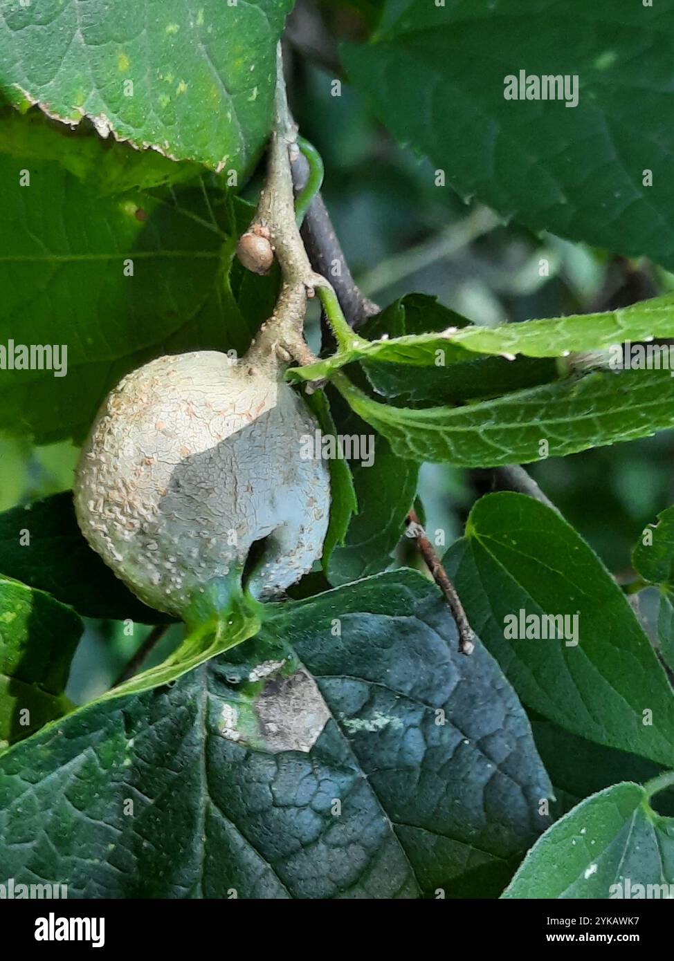 Hackberry Petiole Gall Psyllid (Pachypsylla venusta Stock Photo - Alamy