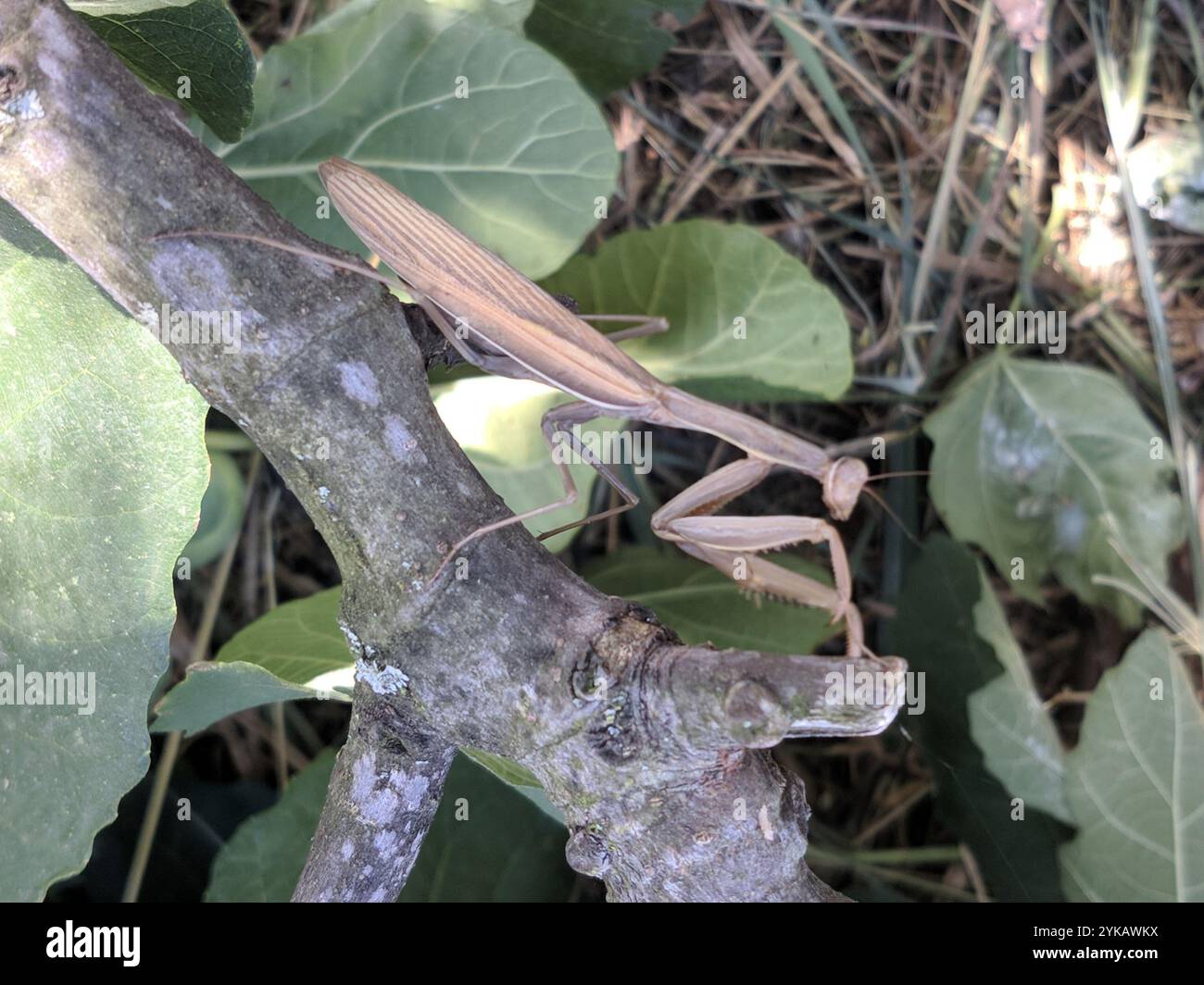 European Mantis (Mantis religiosa Stock Photo - Alamy