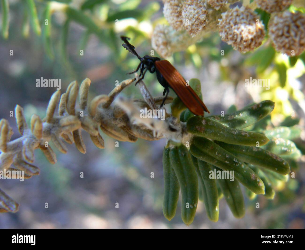 Long-nosed Lycid Beetle (Porrostoma rhipidium Stock Photo - Alamy