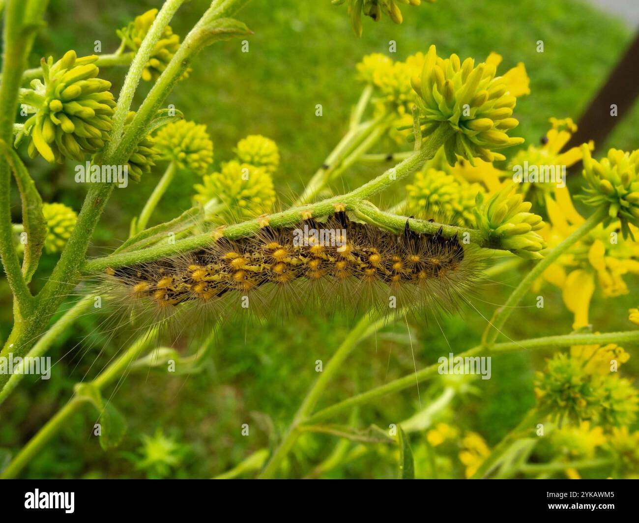 Wingstem (Verbesina alternifolia Stock Photo - Alamy