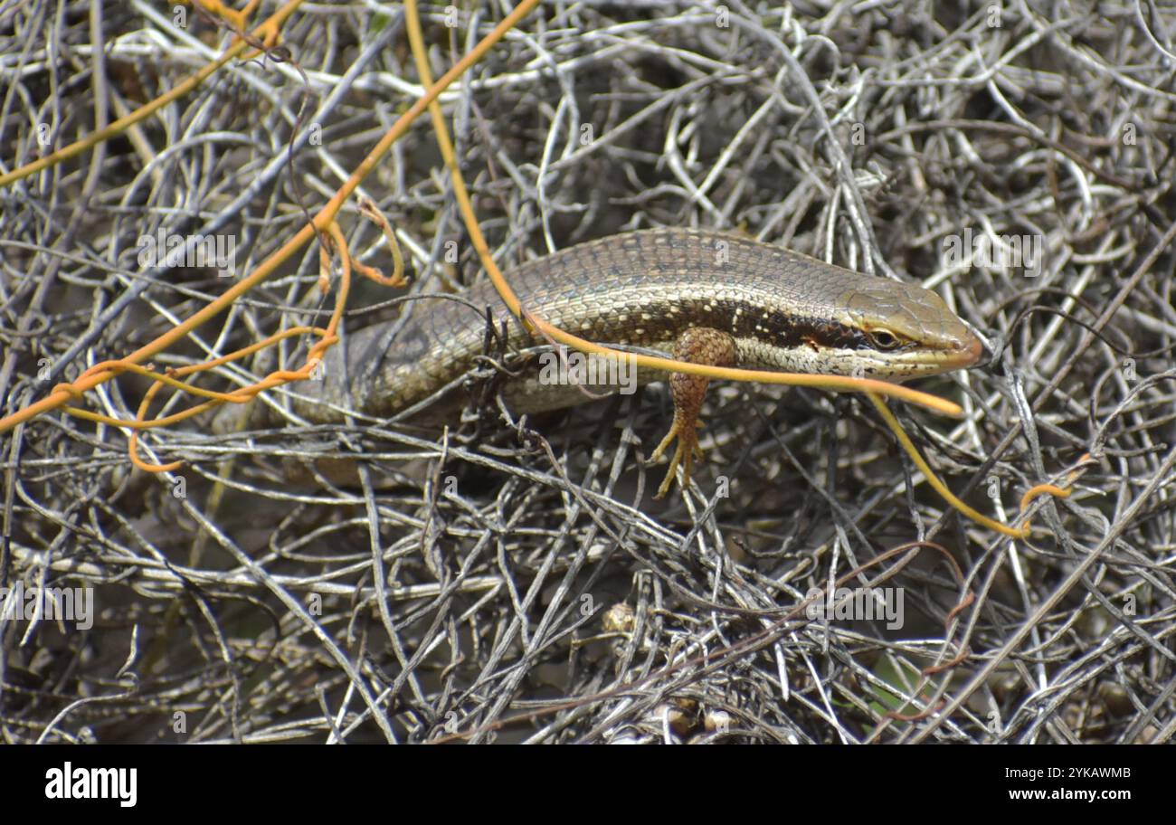 Tree skink (Trachylepis planifrons Stock Photo - Alamy