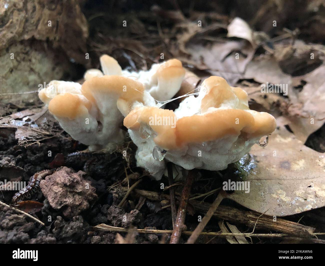 green cheese polypore (Fomitopsis spraguei Stock Photo - Alamy