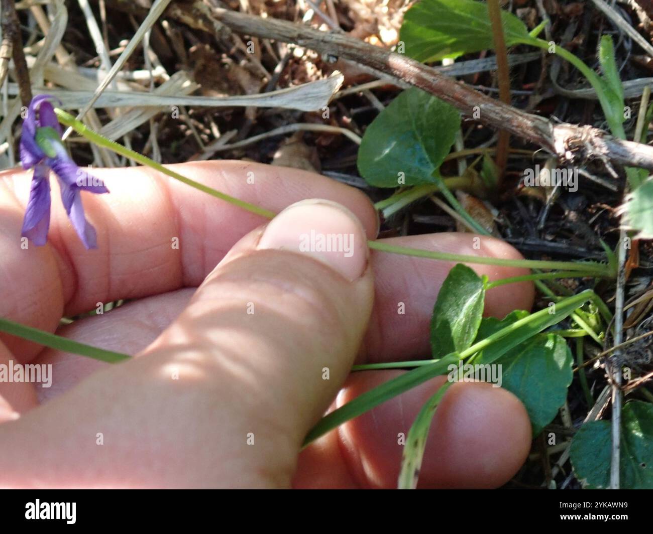 hookedspur violet (Viola adunca Stock Photo - Alamy